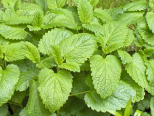 The Best Lemon Juice Substitutes That Are Also Low Histamine - Truly ...